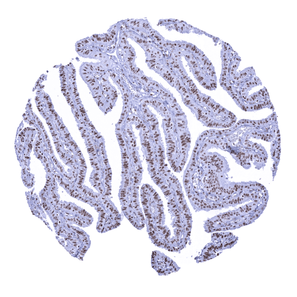 Nucleolin (MSVA-623R) - MS Validated Antibodies