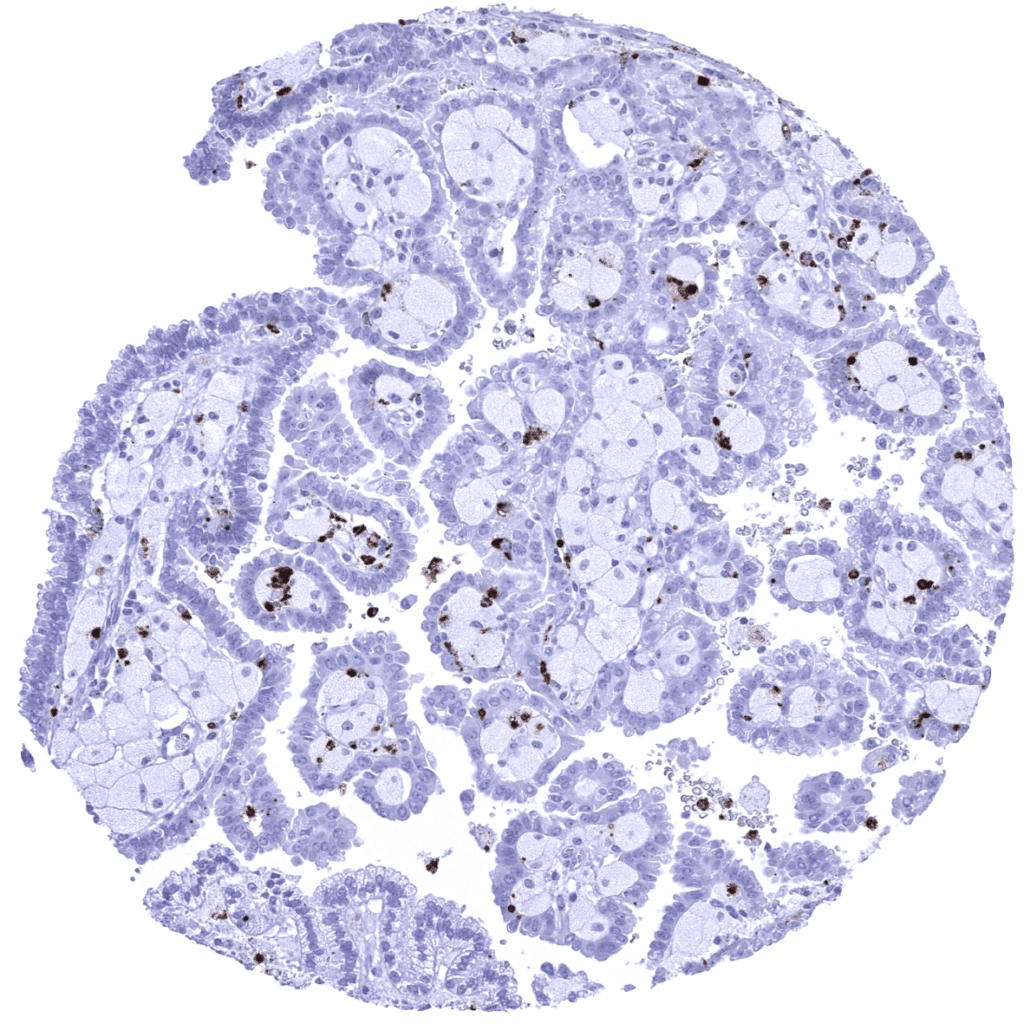 Myeloperoxidase / MPO (MSVA-692M) - MS Validated Antibodies