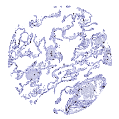 Myeloperoxidase / MPO (MSVA-692M) - MS Validated Antibodies