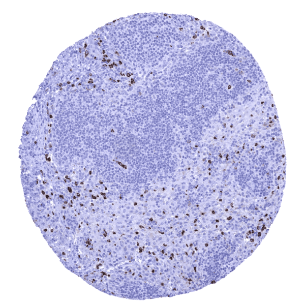 Myeloperoxidase / MPO (MSVA-692M) - MS Validated Antibodies