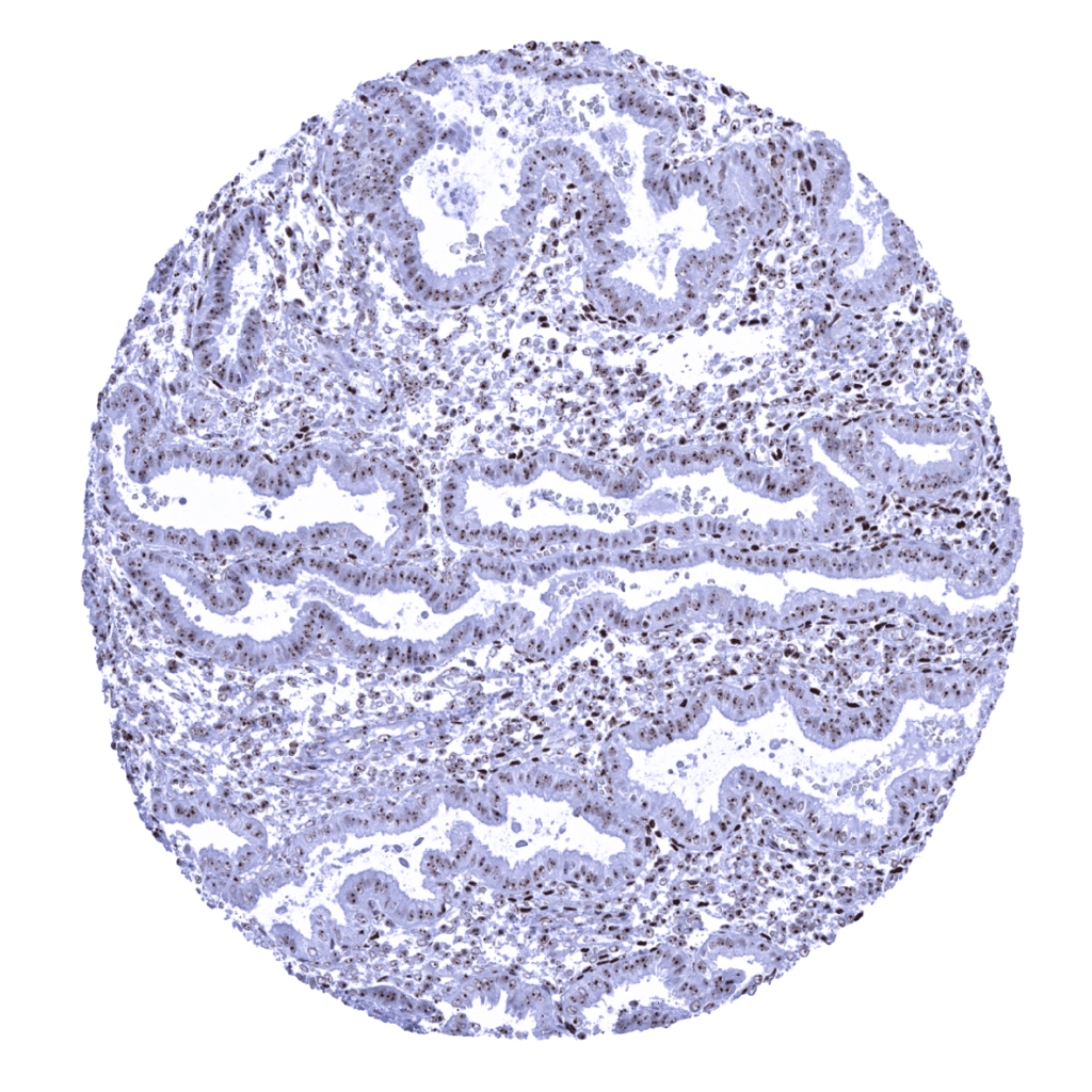 Nucleolin (MSVA-623R) - MS Validated Antibodies