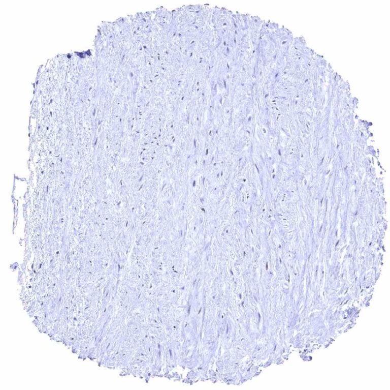 Normal Tissue Gallery Estrogen Receptor - MS Validated Antibodies