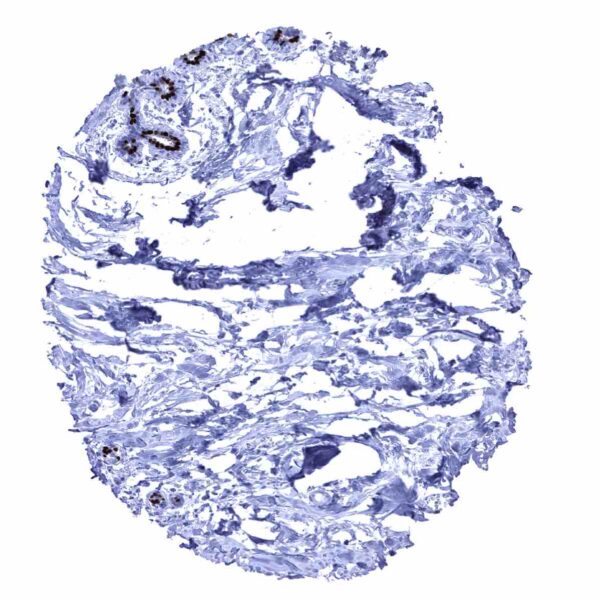 Normal Tissue Gallery Estrogen Receptor - MS Validated Antibodies