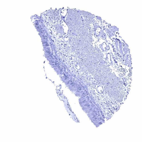 Normal Tissue Gallery Estrogen Receptor - MS Validated Antibodies