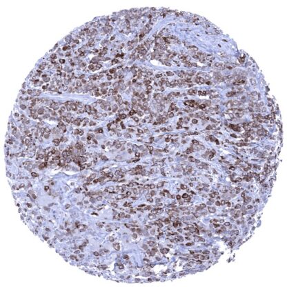 CD3 (MSVA-003R) - MS Validated Antibodies