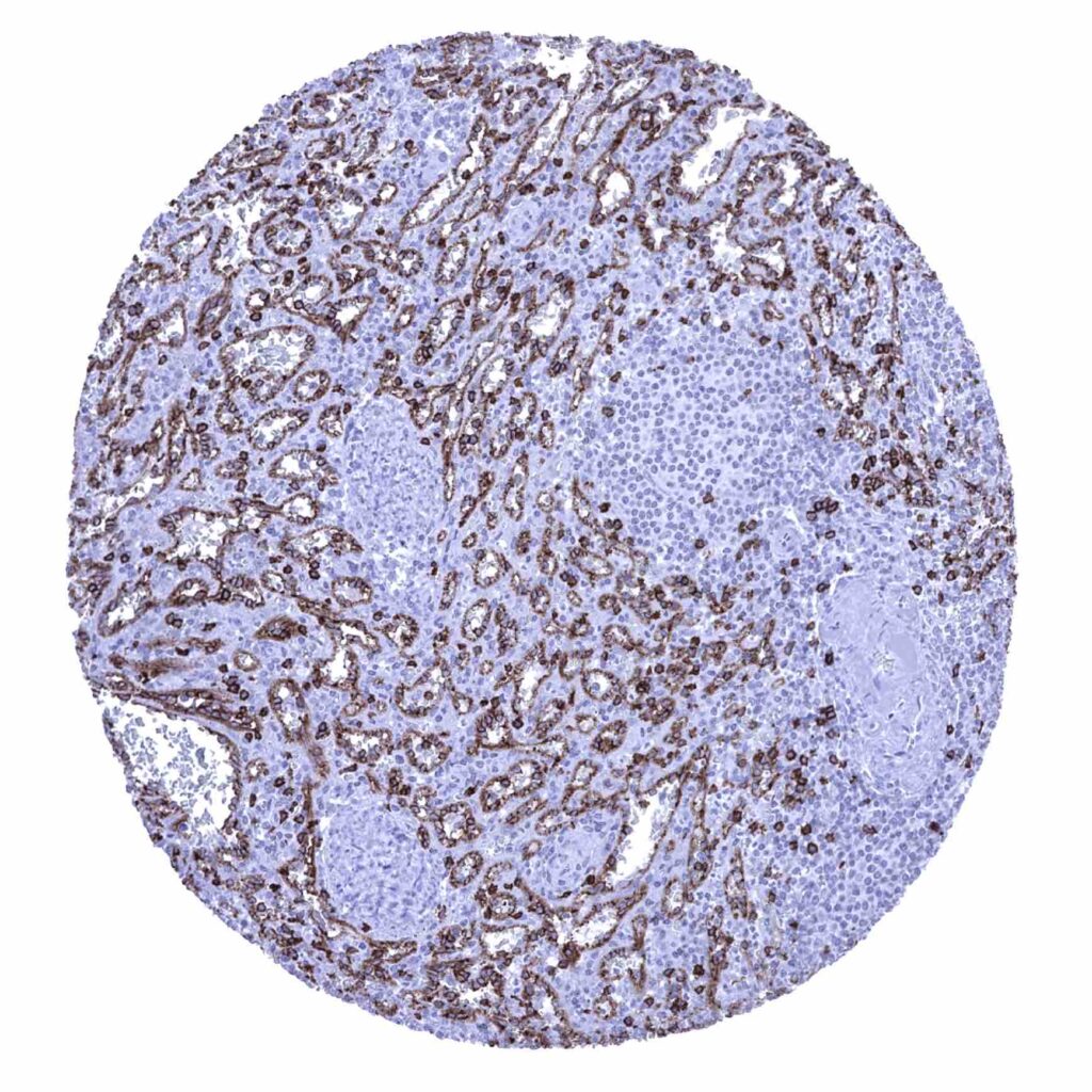 CD8 (MSVA-008R) - MS Validated Antibodies