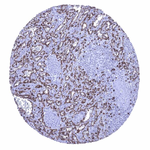 CD8 (MSVA-008R) - MS Validated Antibodies