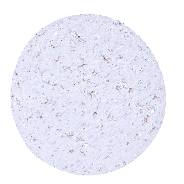 Normal Tissue Gallery CD45 - MS Validated Antibodies