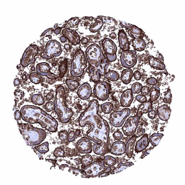 GLUT1 (MSVA-401R) - MS Validated Antibodies