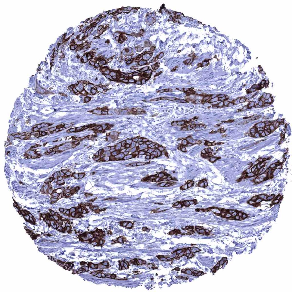GLUT1 (MSVA-401R) - MS Validated Antibodies