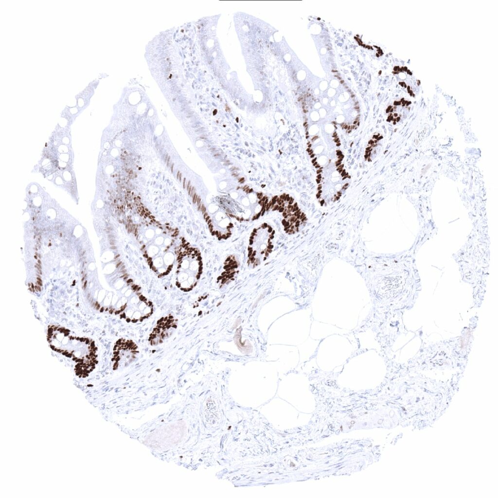 MCM3 (MSVA-503M) - MS Validated Antibodies
