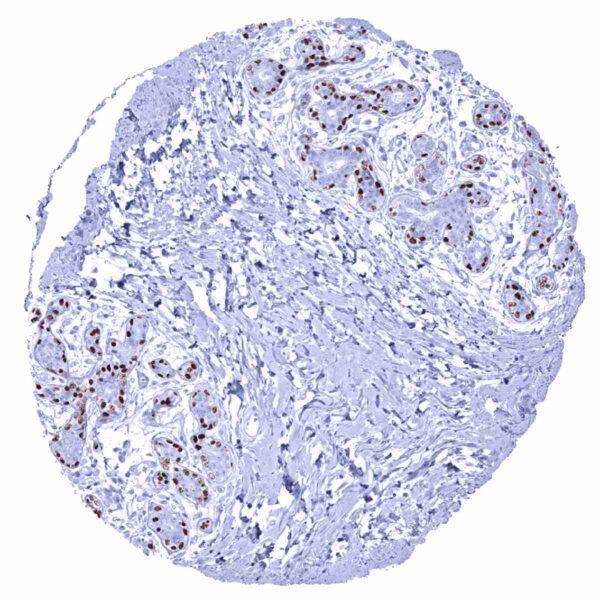 Normal Tissue Gallery p63 - MS Validated Antibodies