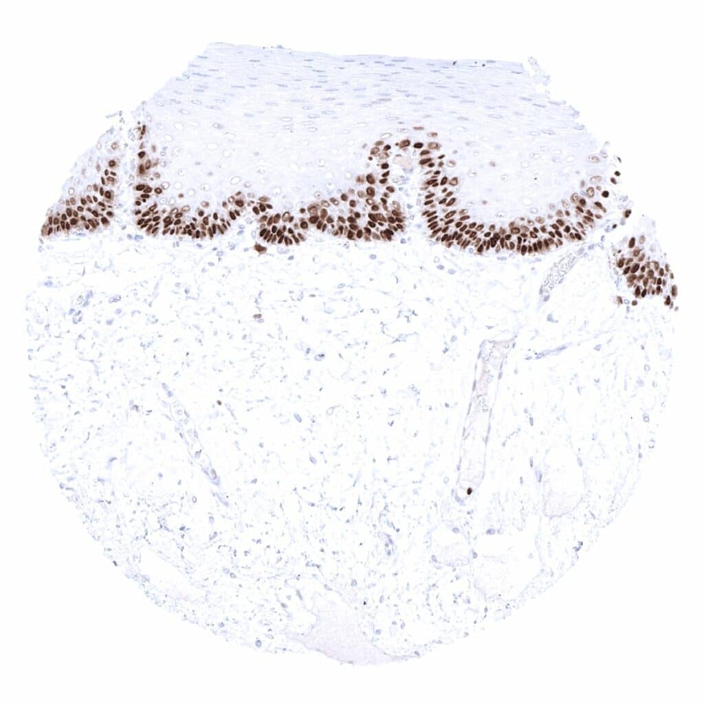 MCM3 (MSVA-503M) - MS Validated Antibodies