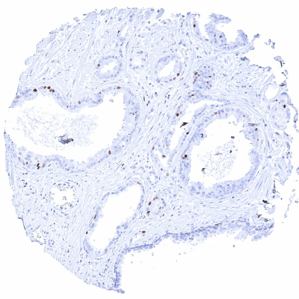 MCM3 (MSVA-503M) - MS Validated Antibodies