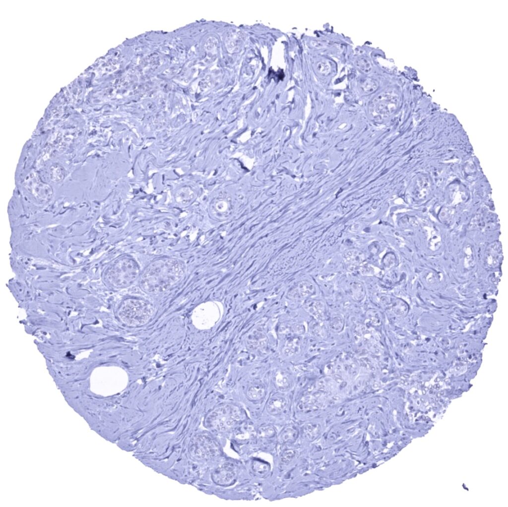 KLK7 (MSVA-707M) - MS Validated Antibodies