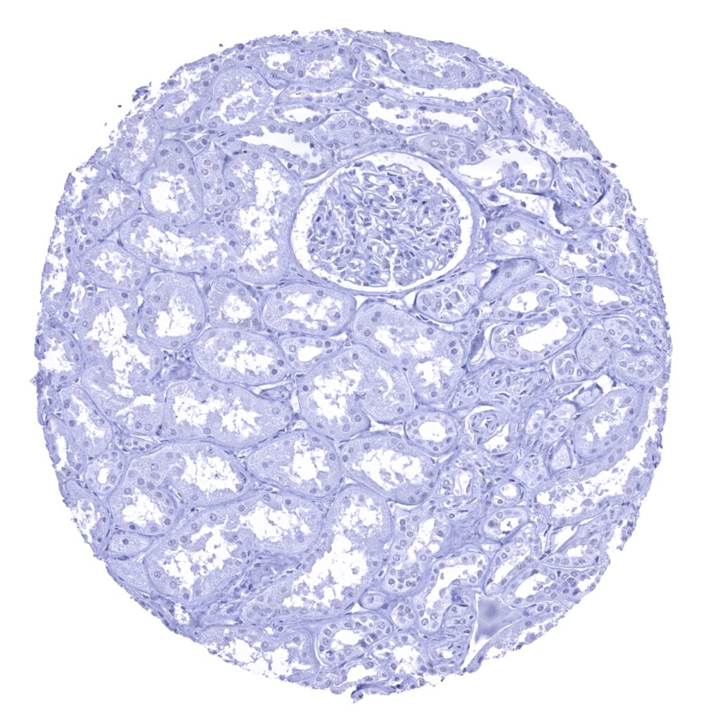 KLK7 (MSVA-707M) - MS Validated Antibodies