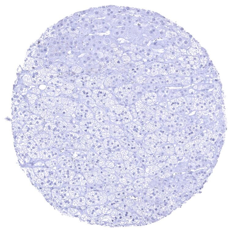 Normal Tissue Gallery Cadherin-17 / CDH17 - MS Validated Antibodies