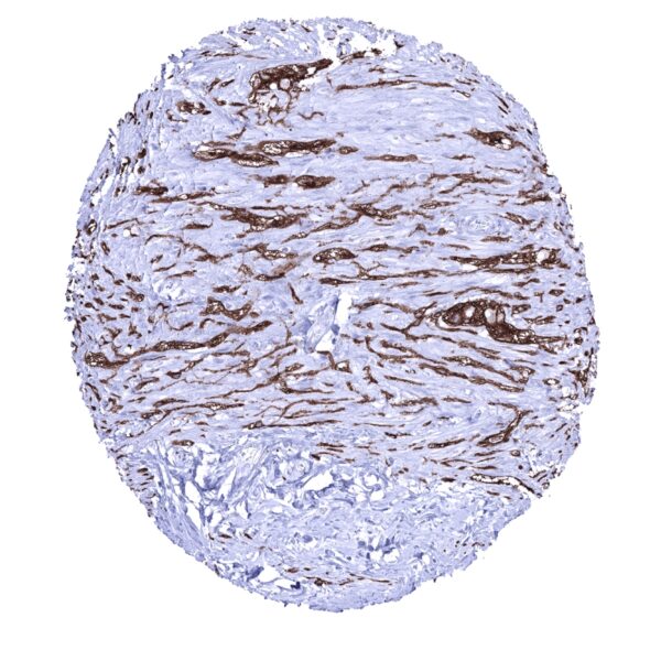 Normal Tissue Gallery CD56 - MS Validated Antibodies