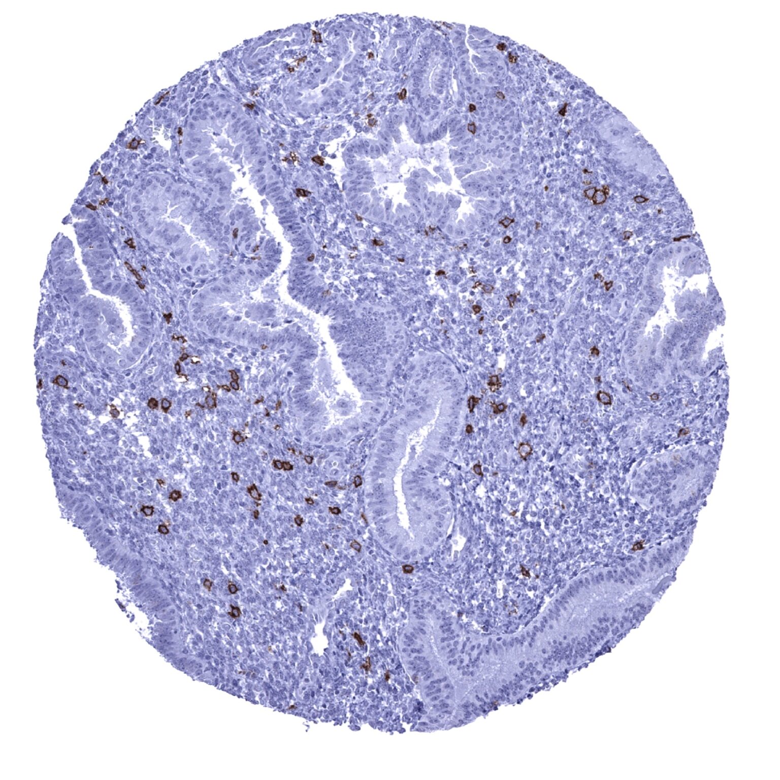 CD56 (MSVA-056R) - MS Validated Antibodies