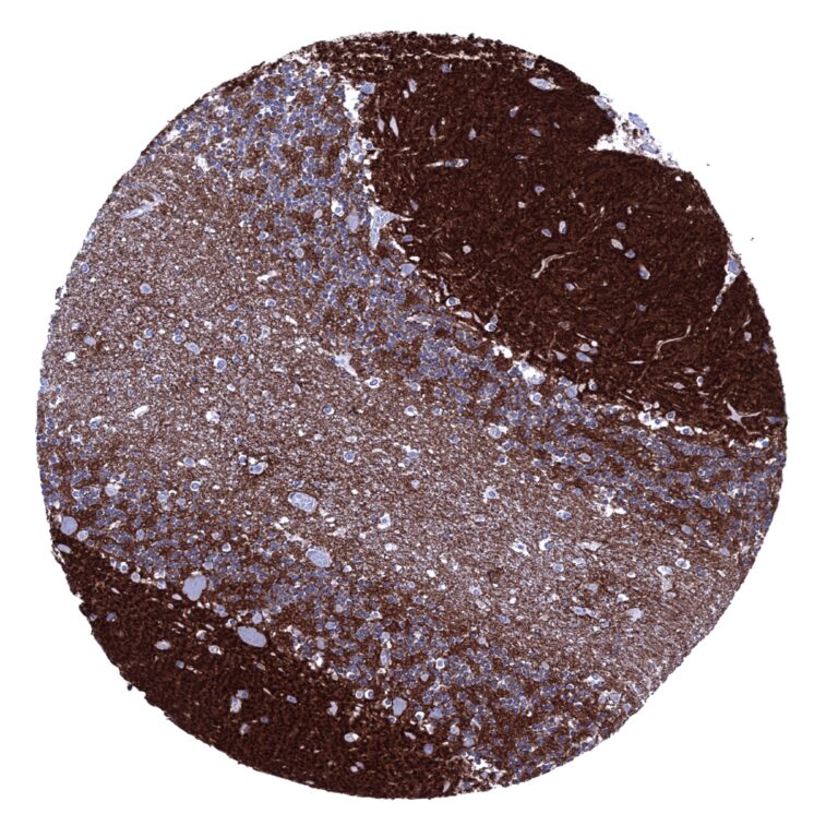 Normal Tissue Gallery CD56 - MS Validated Antibodies