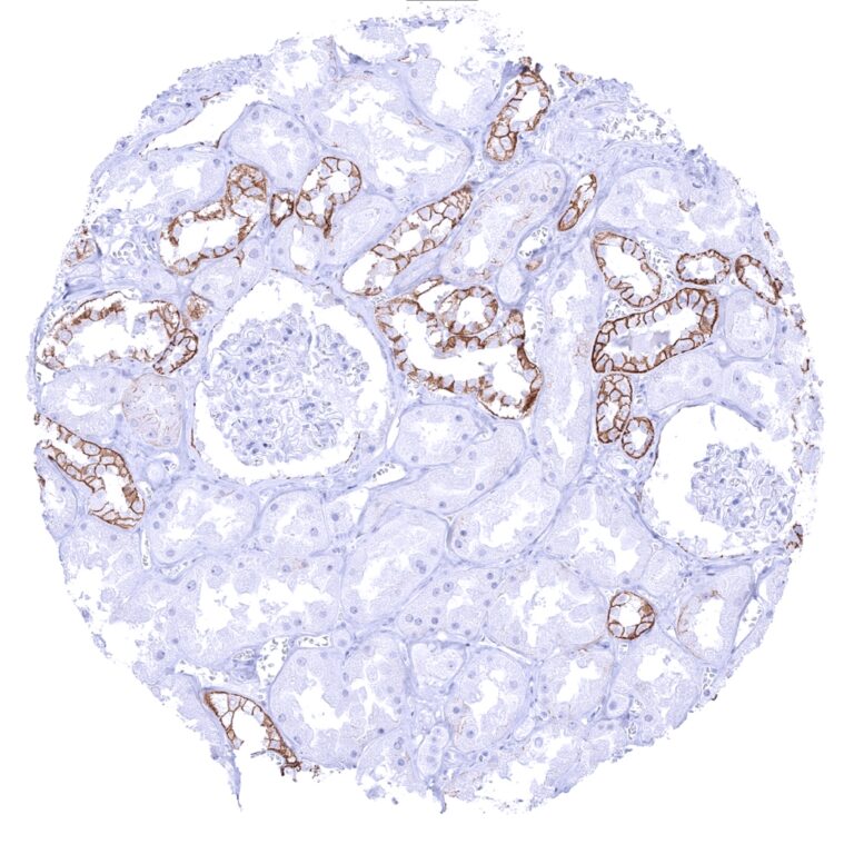 E-Cadherin (MSVA-035R) - MS Validated Antibodies