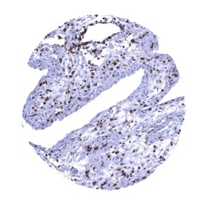 CD56 (MSVA-056R) - MS Validated Antibodies