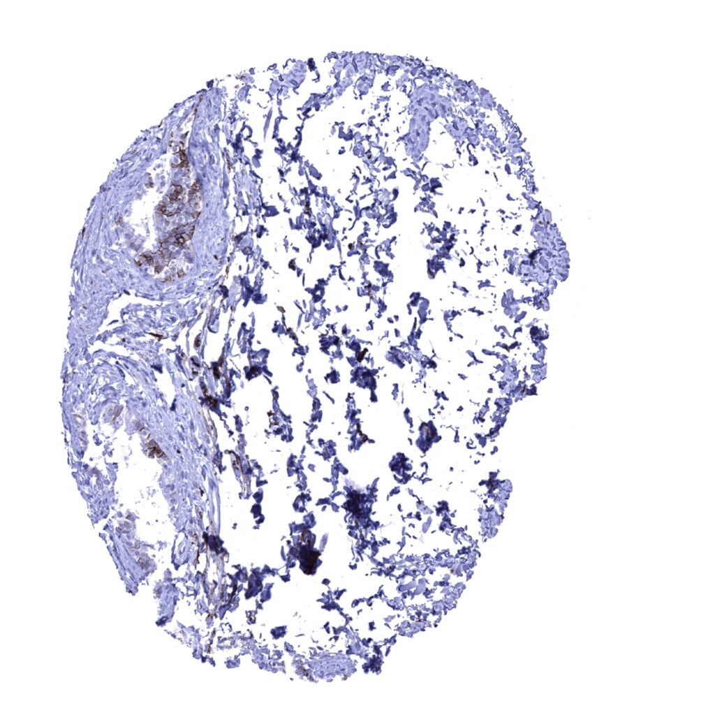 CD56 (MSVA-056R) - MS Validated Antibodies