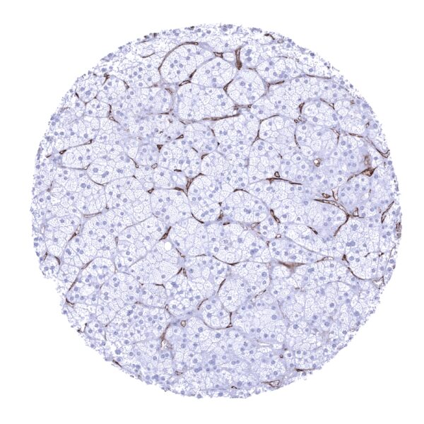 Normal Tissue Gallery CD141 - MS Validated Antibodies