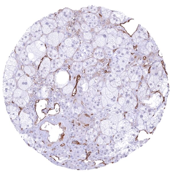CD141 (MSVA-141M) - MS Validated Antibodies