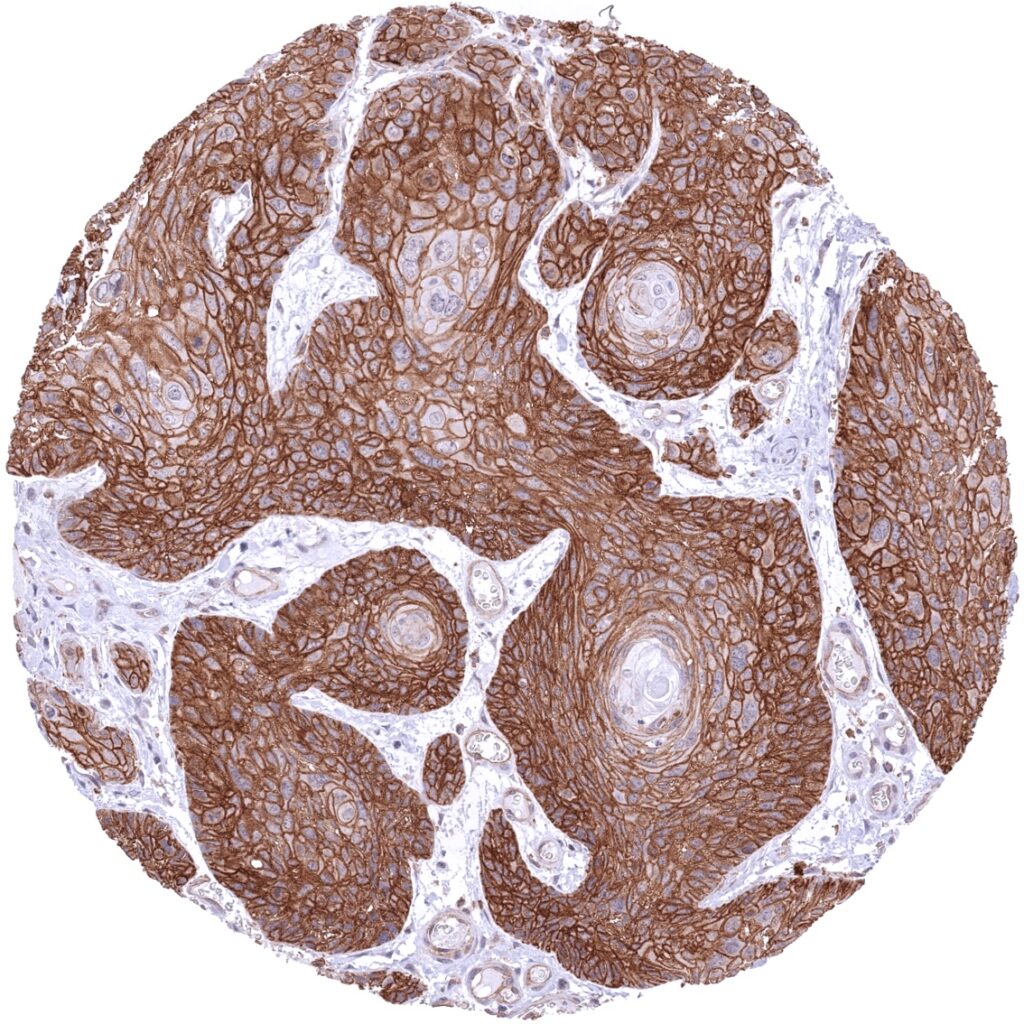 CD141 (MSVA-141M) - MS Validated Antibodies