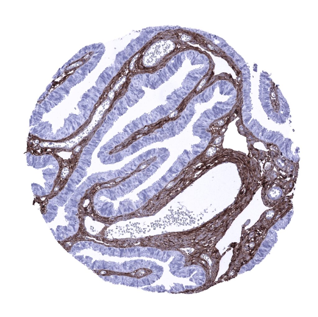 Decorin (MSVA-537R) - MS Validated Antibodies