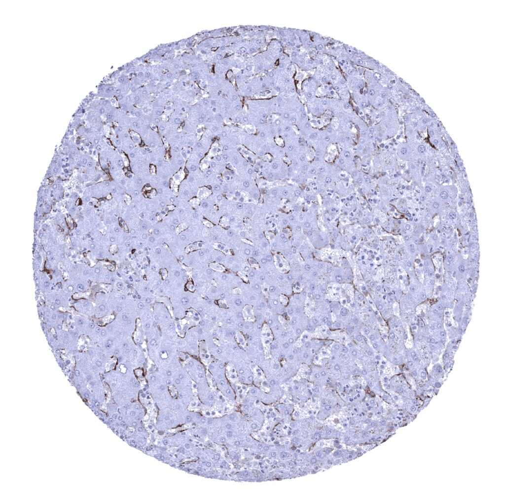 CD141 (MSVA-141M) - MS Validated Antibodies