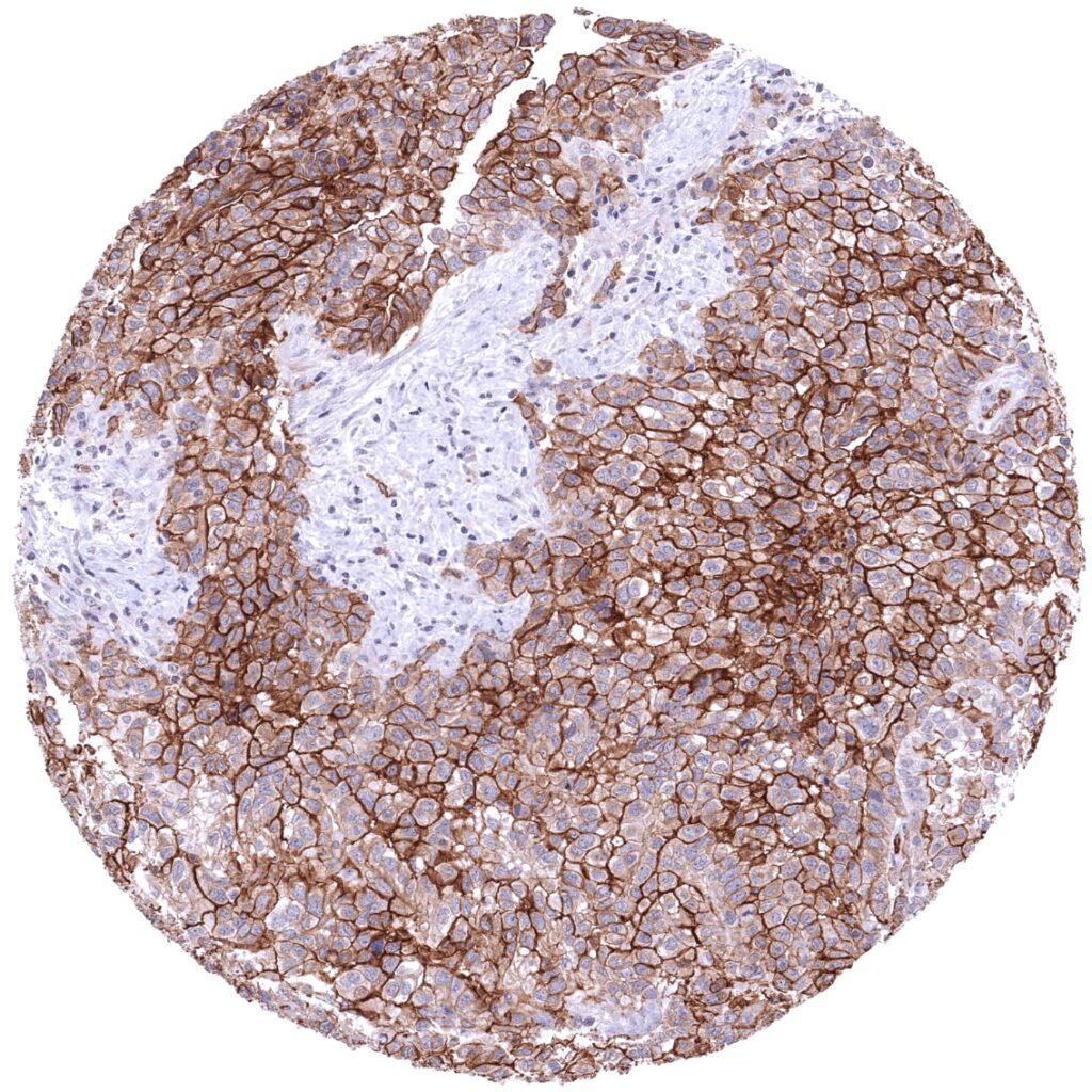 CD141 (MSVA-141M) - MS Validated Antibodies