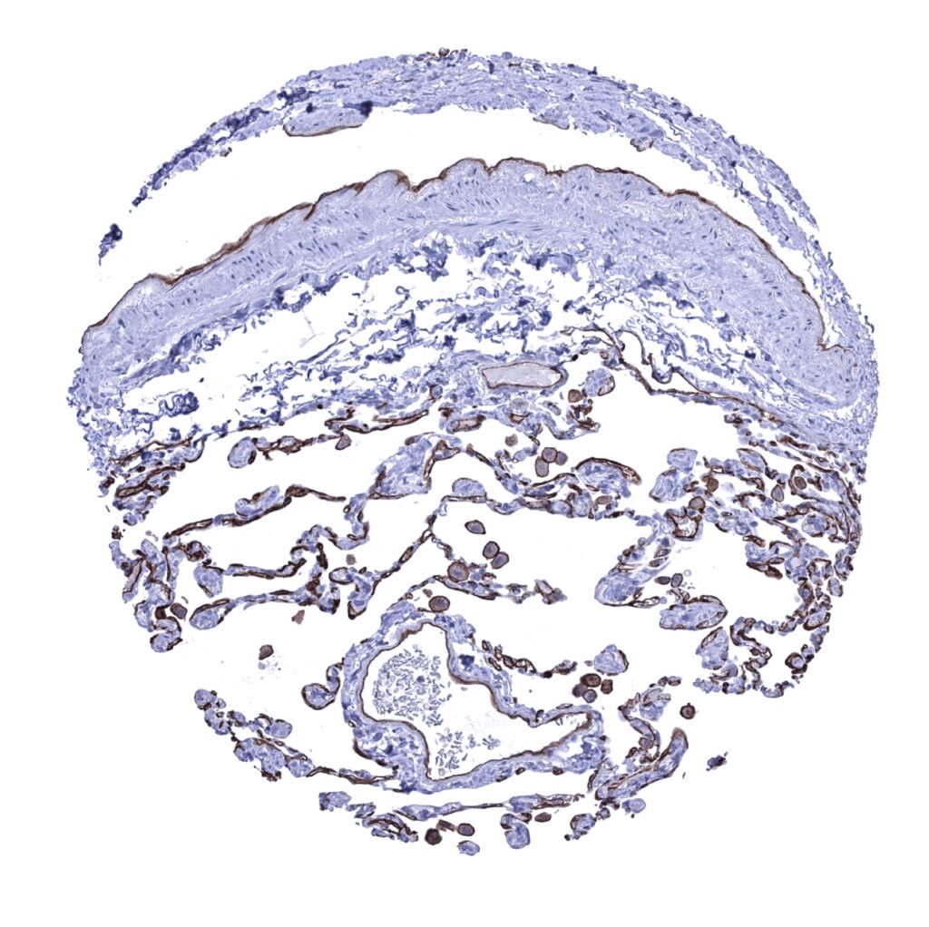 CD141 (MSVA-141M) - MS Validated Antibodies
