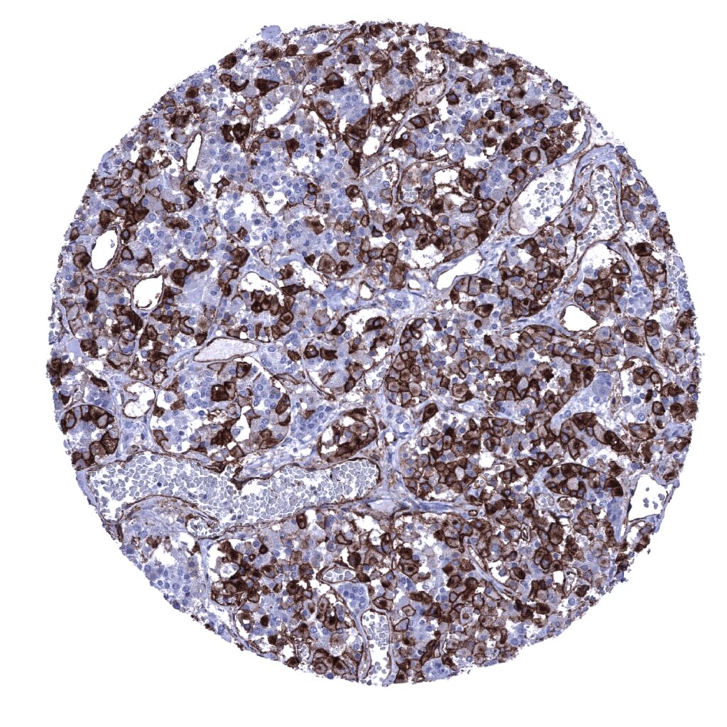 CD141 (MSVA-141M) - MS Validated Antibodies