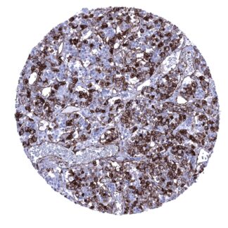 CD141 (MSVA-141M) - MS Validated Antibodies