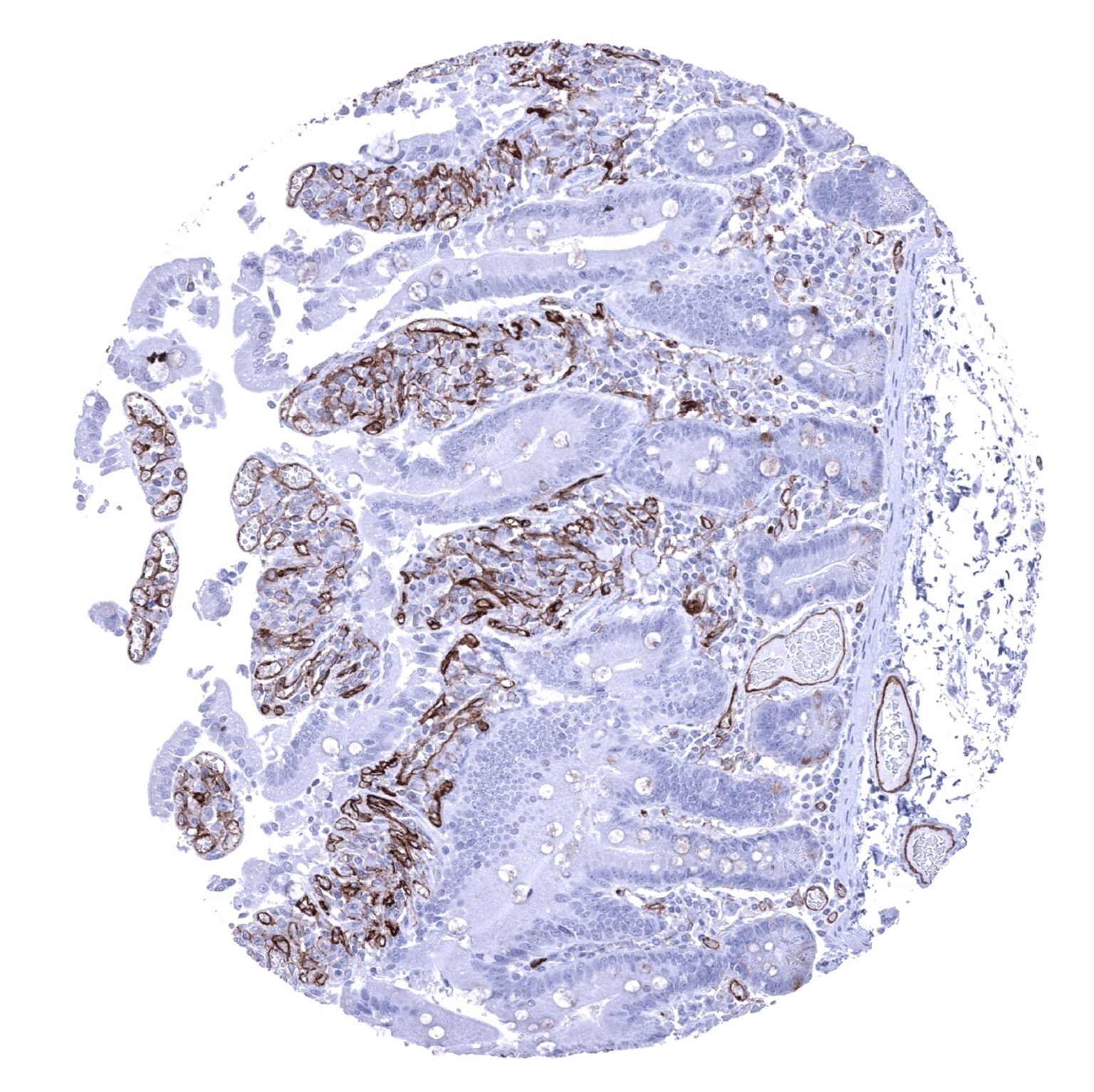 CD141 (MSVA-141M) - MS Validated Antibodies
