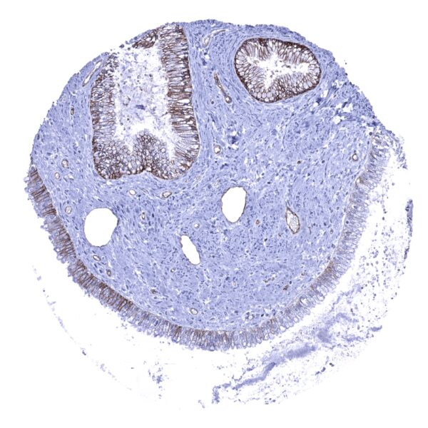 CD141 (MSVA-141M) - MS Validated Antibodies