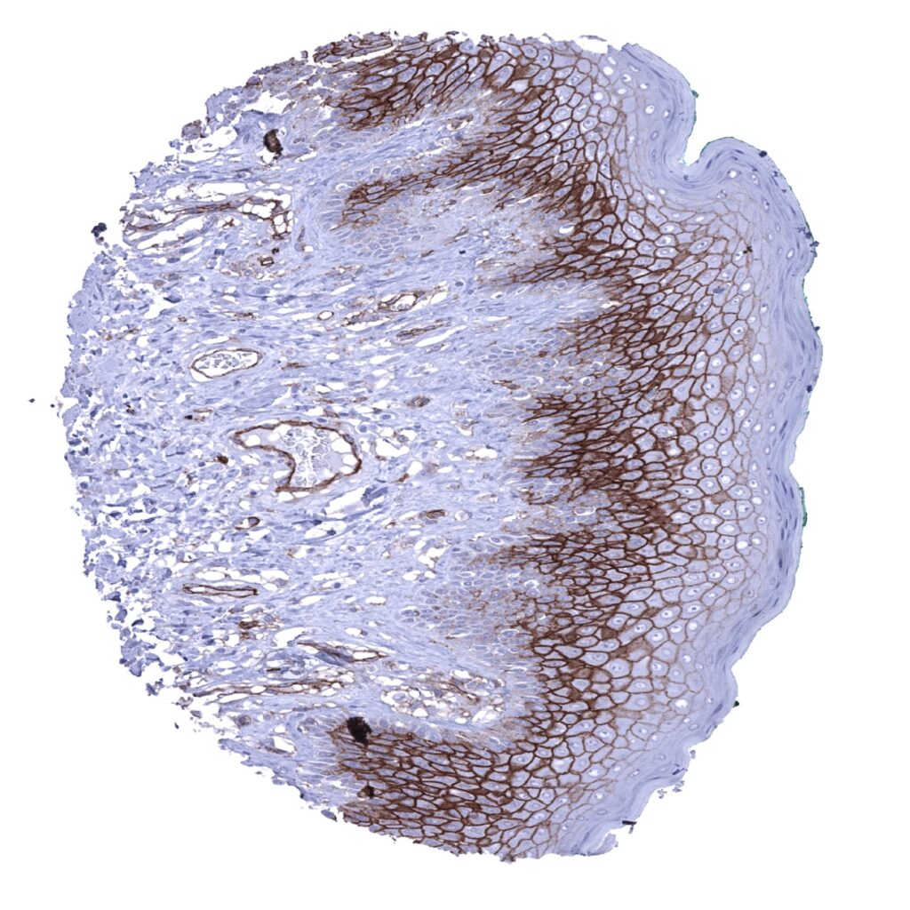 CD141 (MSVA-141M) - MS Validated Antibodies