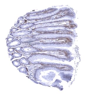 CD141 (MSVA-141M) - MS Validated Antibodies