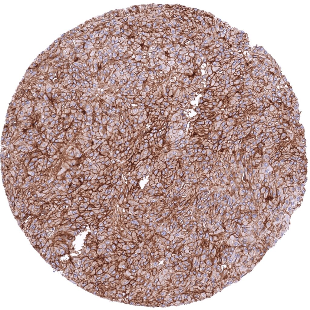 CD141 (MSVA-141M) - MS Validated Antibodies