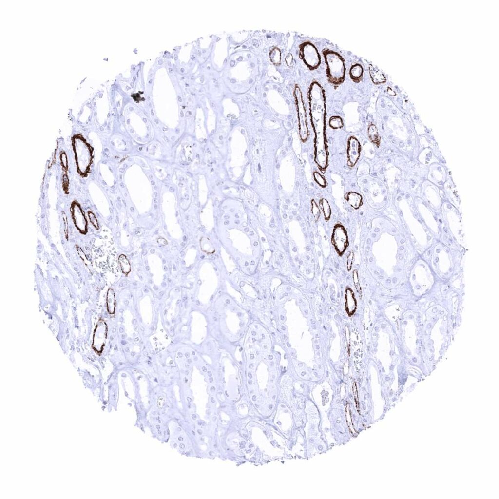 Caldesmon (MSVA-538R) - MS Validated Antibodies