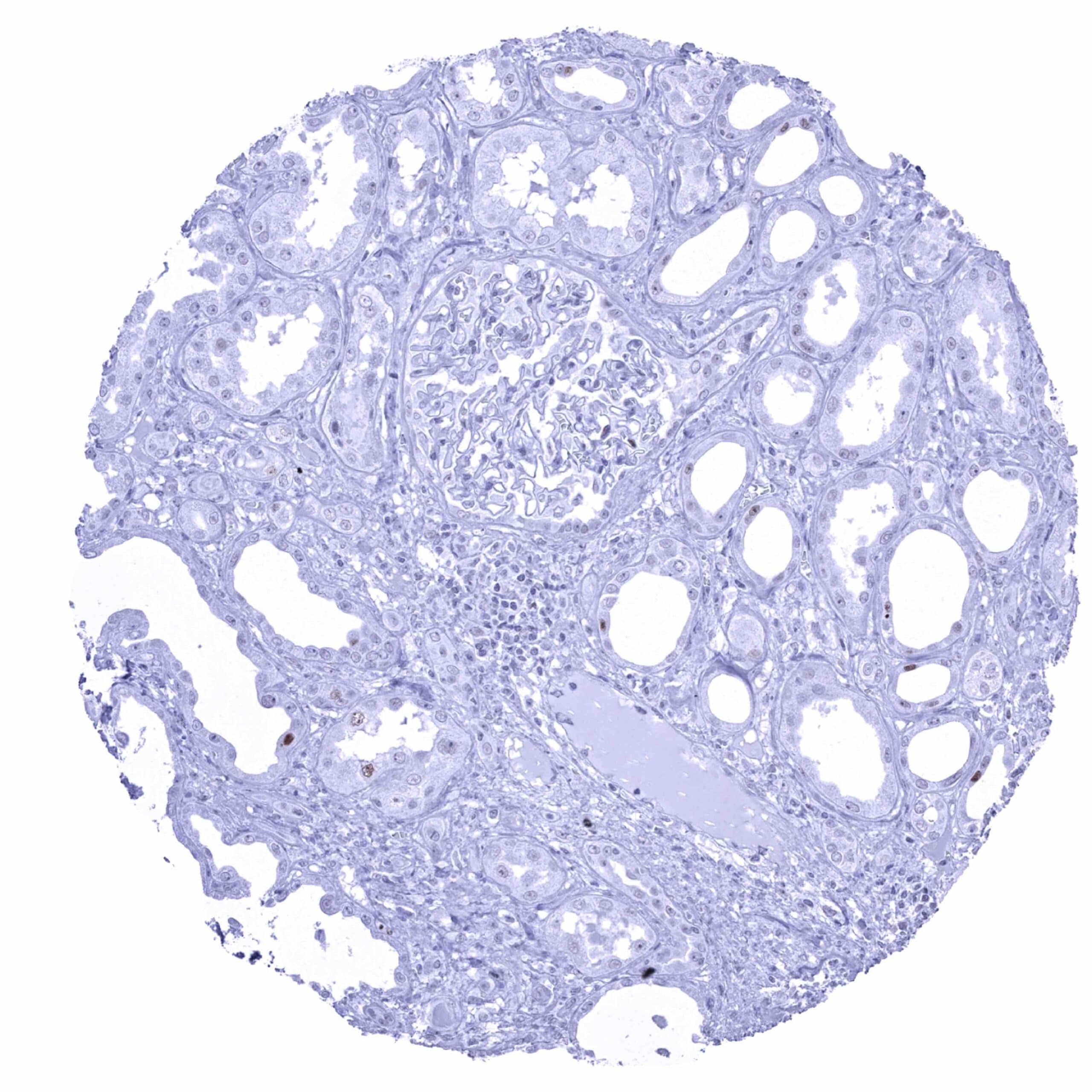 p53 (MSVA-053R) - MS Validated Antibodies