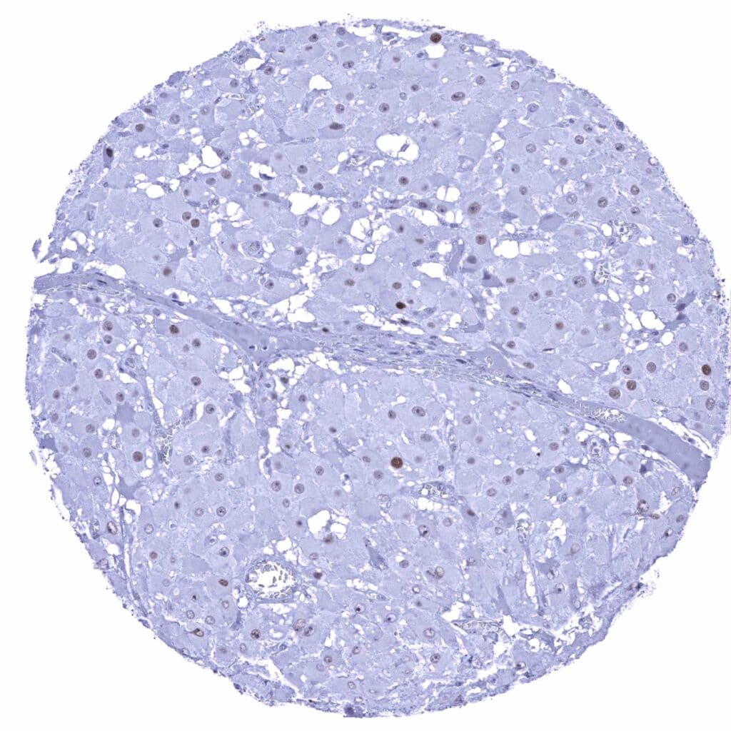 p53 (MSVA-053R) - MS Validated Antibodies