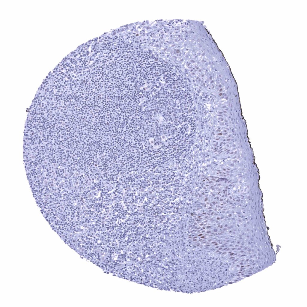 p53 (MSVA-053R) - MS Validated Antibodies