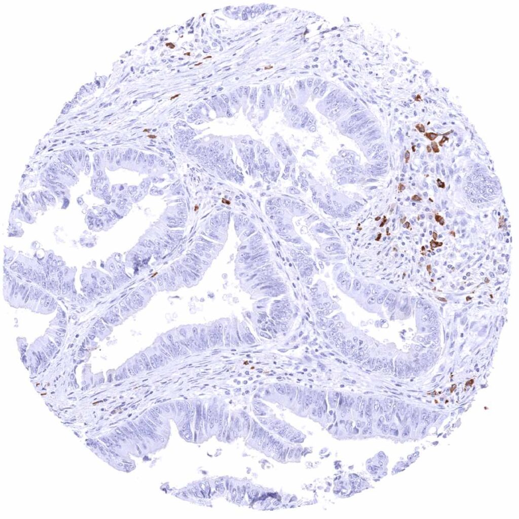 IgA (Immunglobulin Alpha Heavy Chain) (MSVA-700R) - MS Validated Antibodies