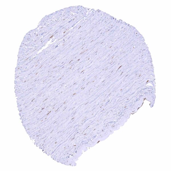 Normal Tissue Gallery STING1 - MS Validated Antibodies