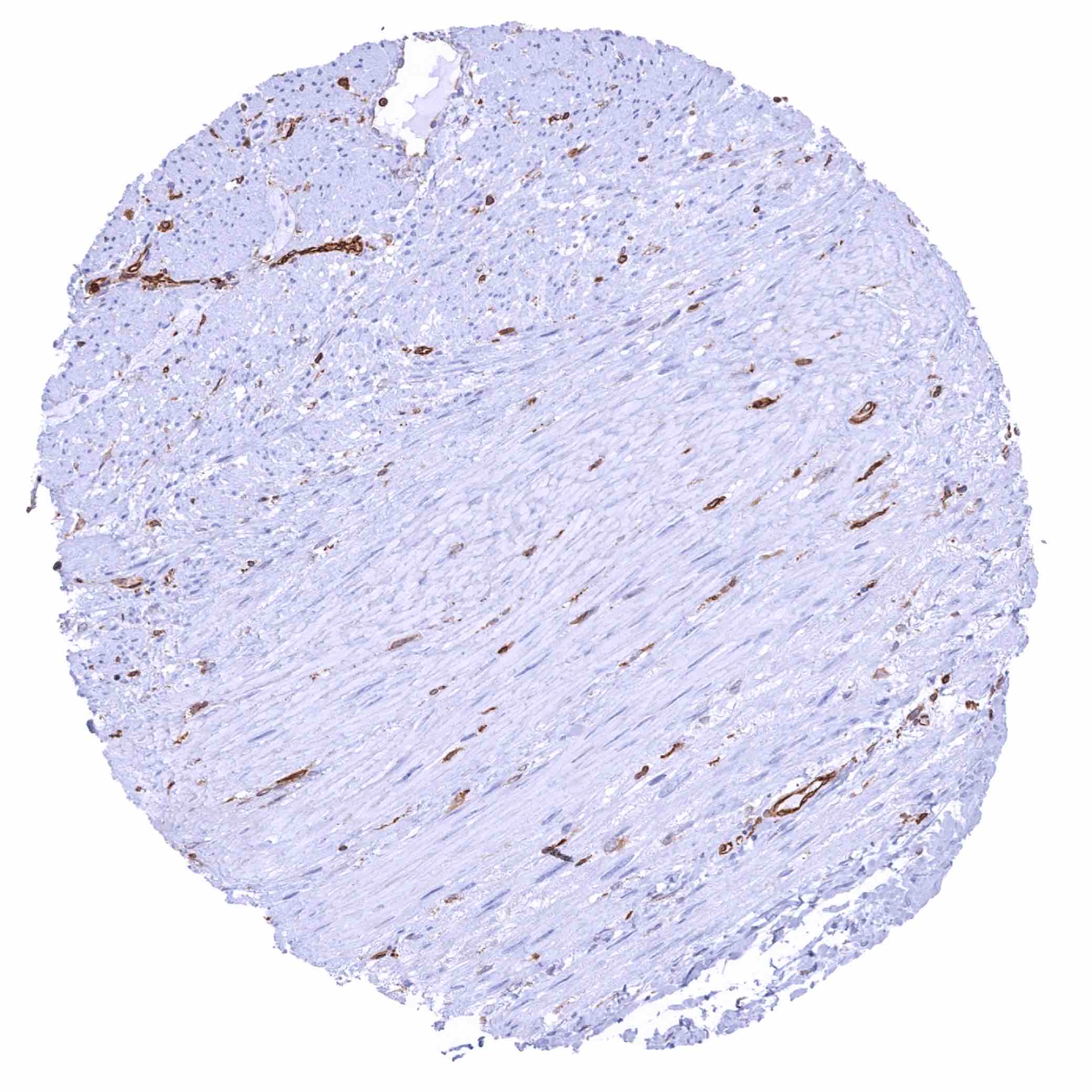 Normal Tissue Gallery STING1 - MS Validated Antibodies