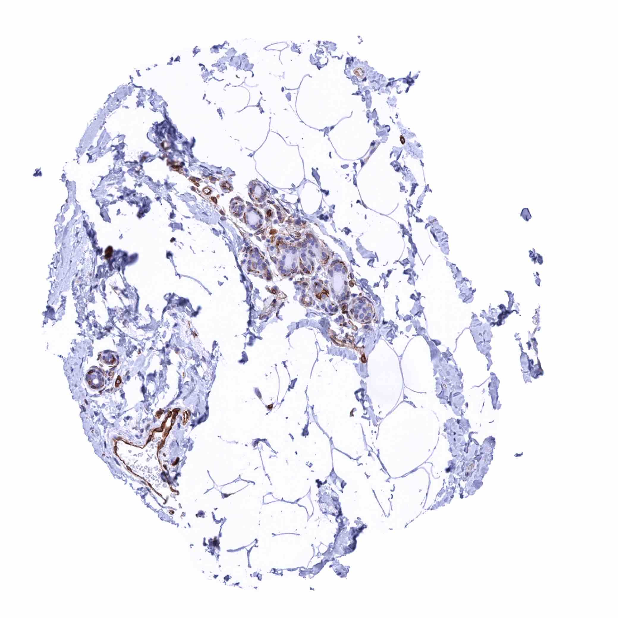 Normal Tissue Gallery STING1 - MS Validated Antibodies