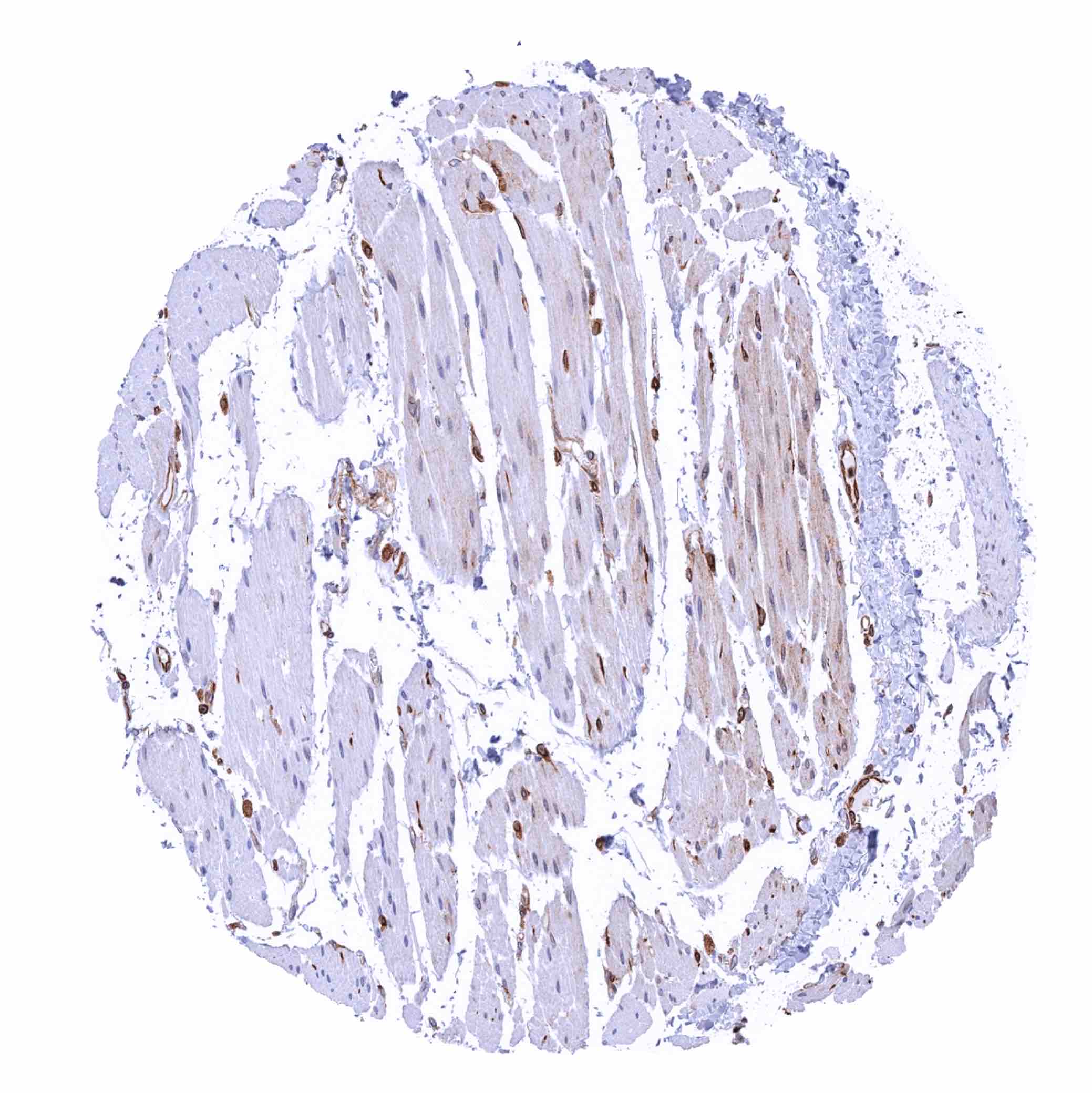 Normal Tissue Gallery STING1 - MS Validated Antibodies